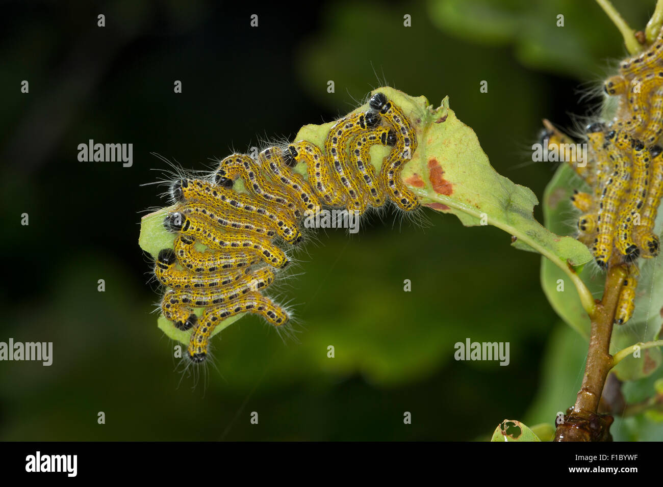 Buff-tip moth, buff tip, caterpillar, Mondvogel, Mondfleck, Raupe an ...