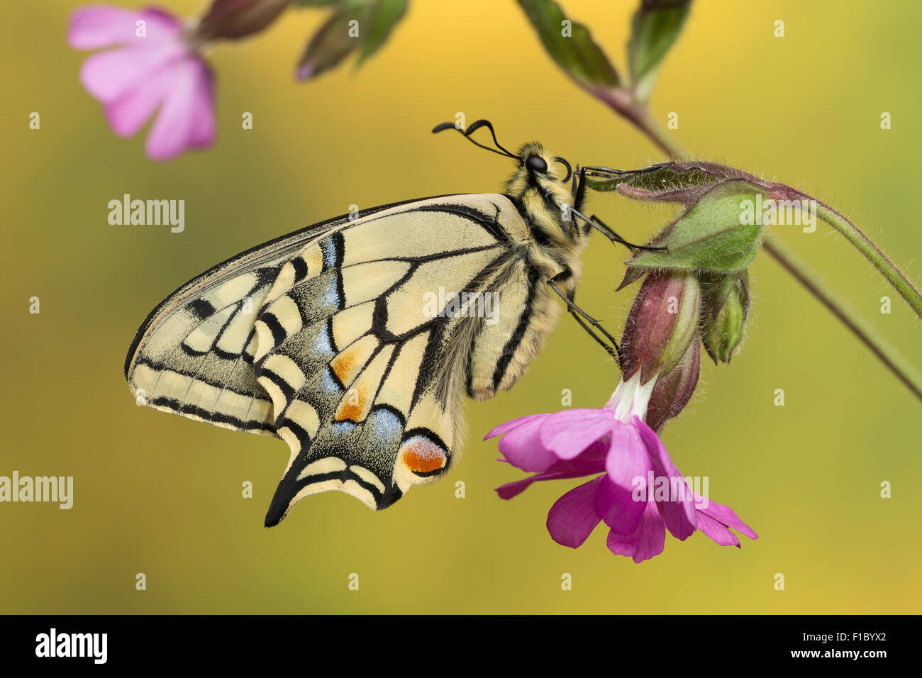 Old World swallowtail, common yellow swallowtail, swallow-tail, Schwalbenschwanz, Papilio ...