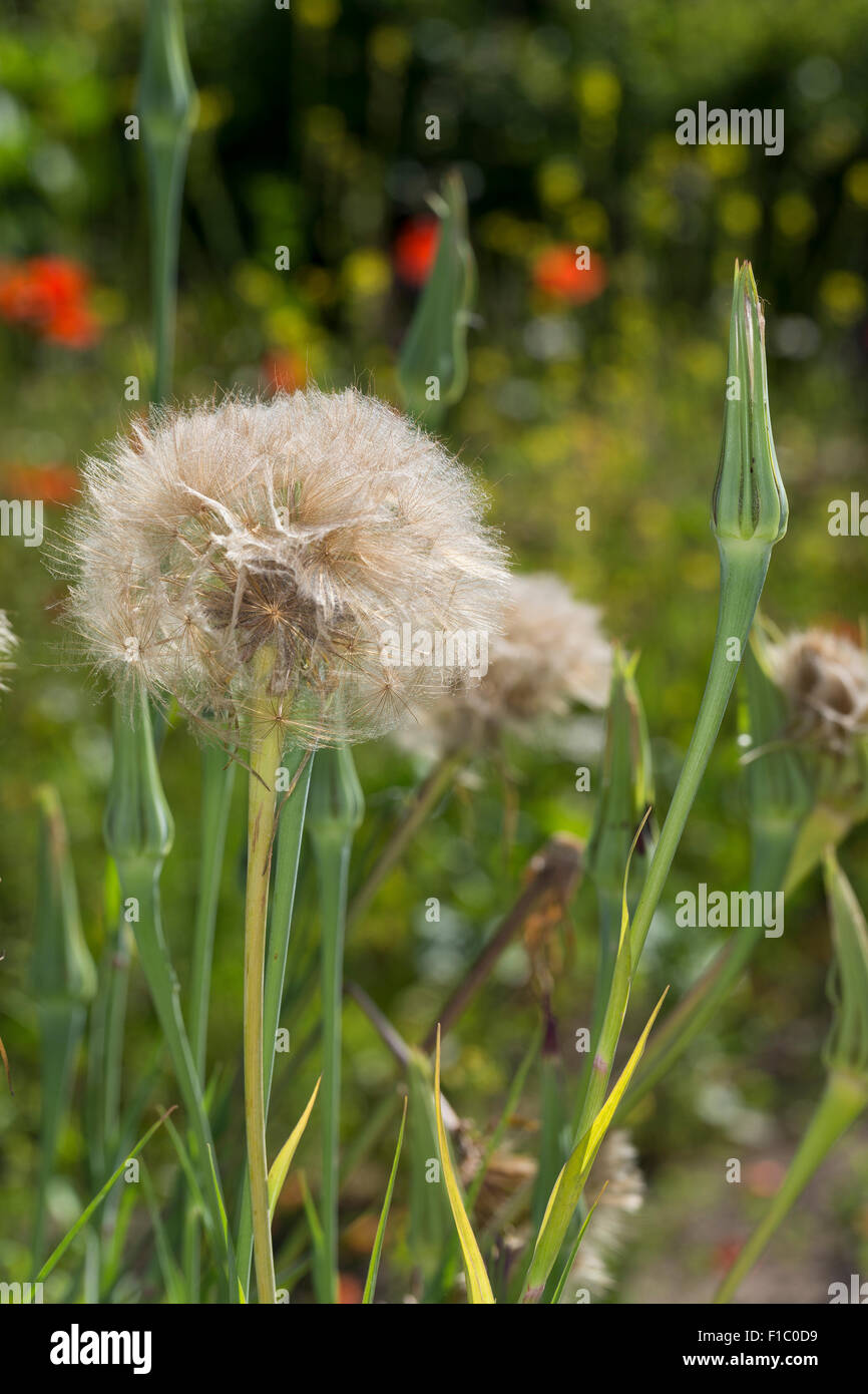 Purple salsify, vegetable oyster, goatsbeard, Haferwurzel, Samen ...