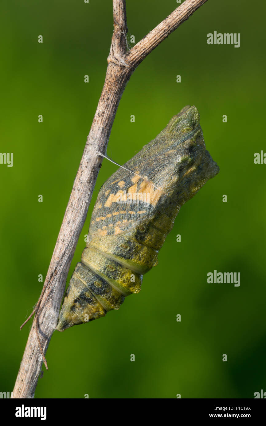 Old World swallowtail, common yellow swallowtail, swallow-tail, pupa, pupae, Schwalbenschwanz ...