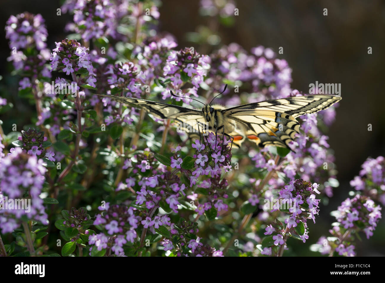 Old World swallowtail, common yellow swallowtail, swallow-tail, Schwalbenschwanz, Papilio ...