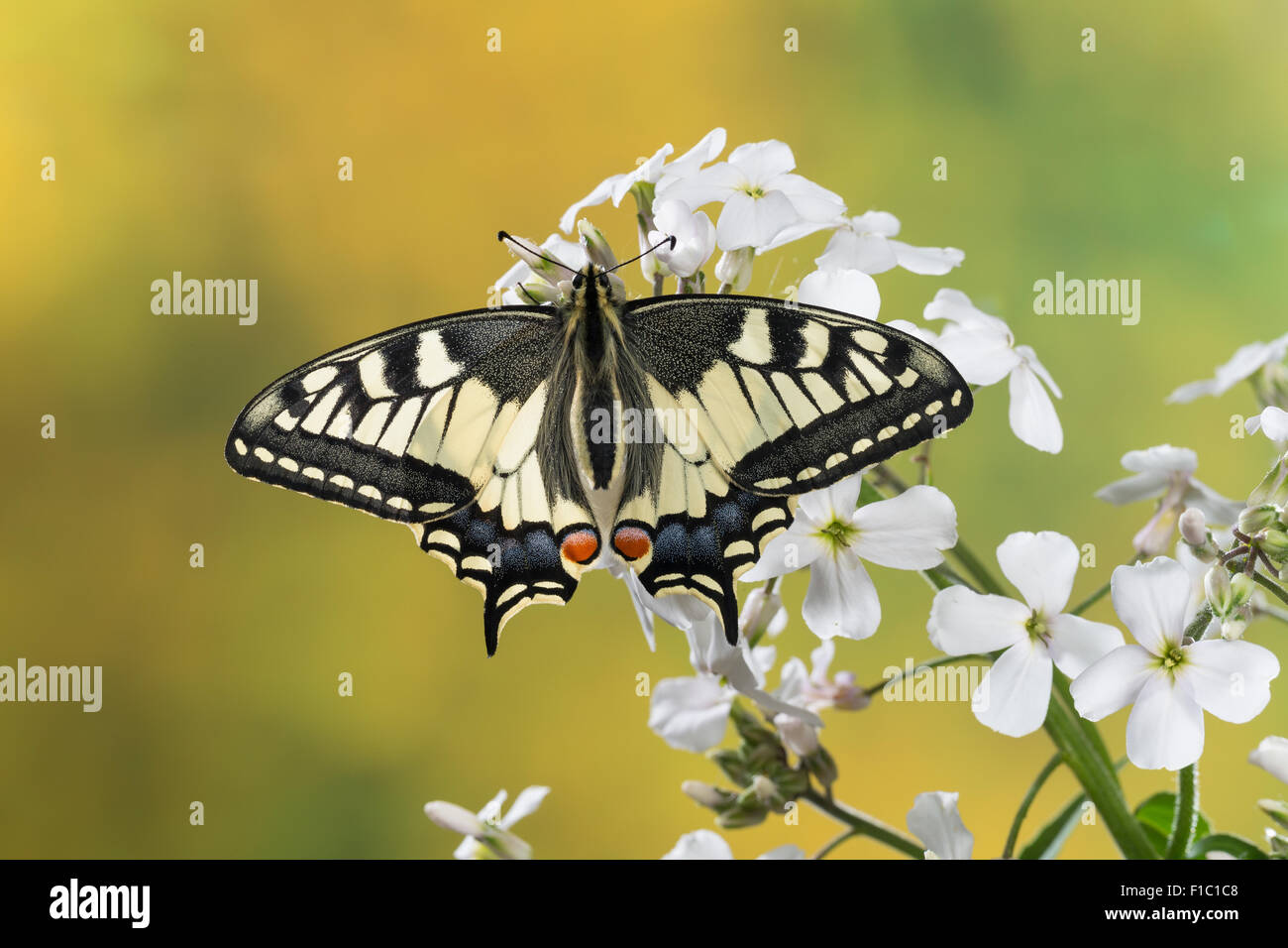 Old World swallowtail, common yellow swallowtail, swallow-tail, Schwalbenschwanz, Papilio ...