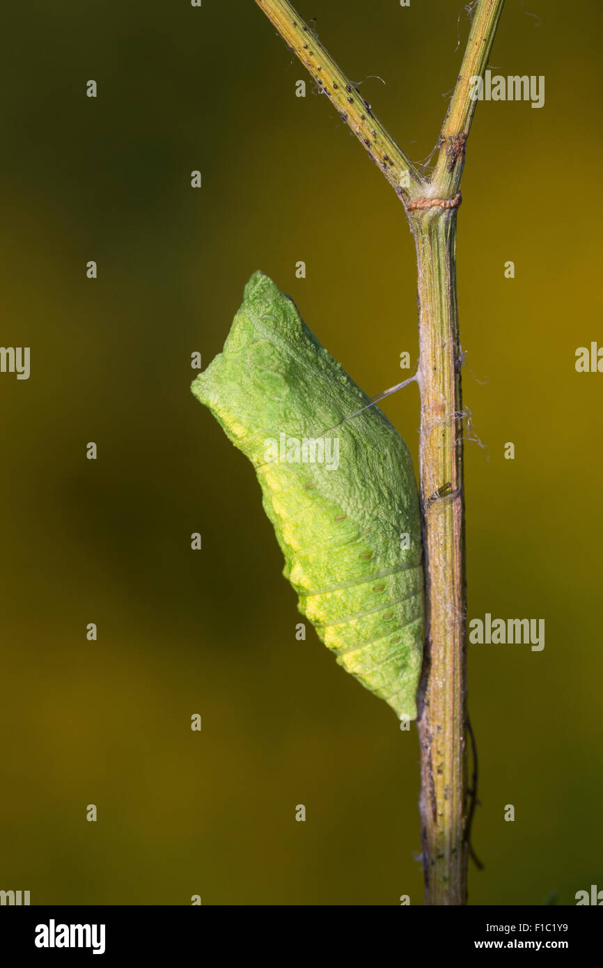 Old World swallowtail, common yellow swallowtail, swallow-tail, pupa, pupae, Schwalbenschwanz ...