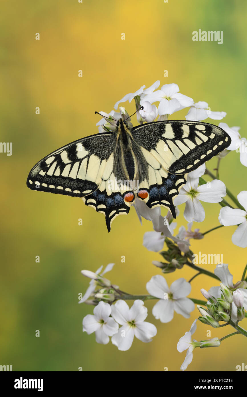 World of butterflies hi-res stock photography and images - Alamy