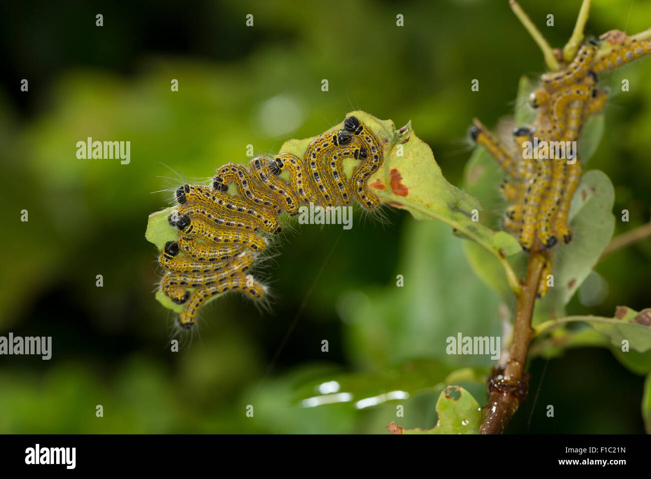 Buff-tip moth, buff tip, caterpillar, Mondvogel, Mondfleck, Raupe an ...