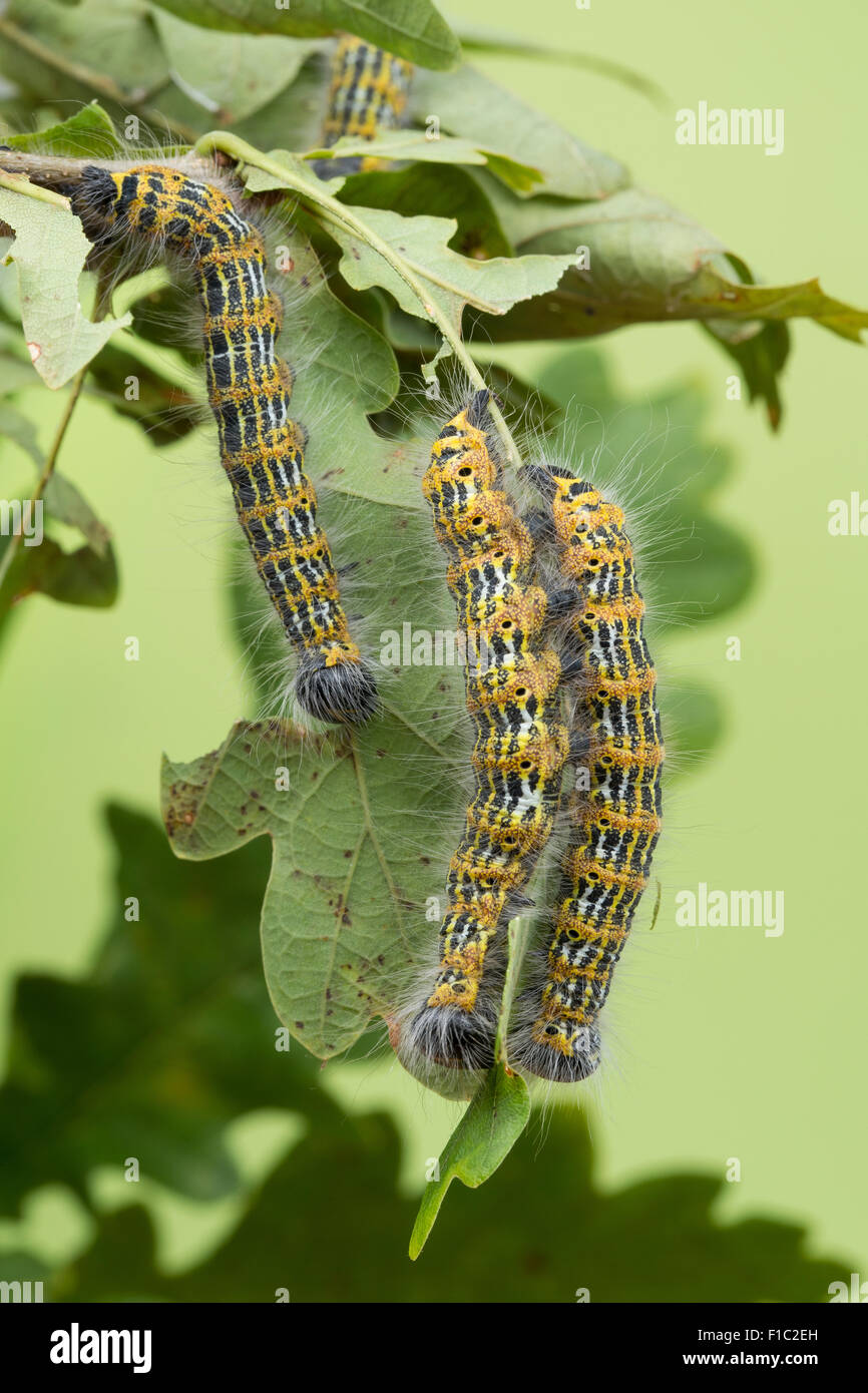 Buff-tip moth, buff tip, caterpillar, Mondvogel, Mondfleck, Raupe an ...