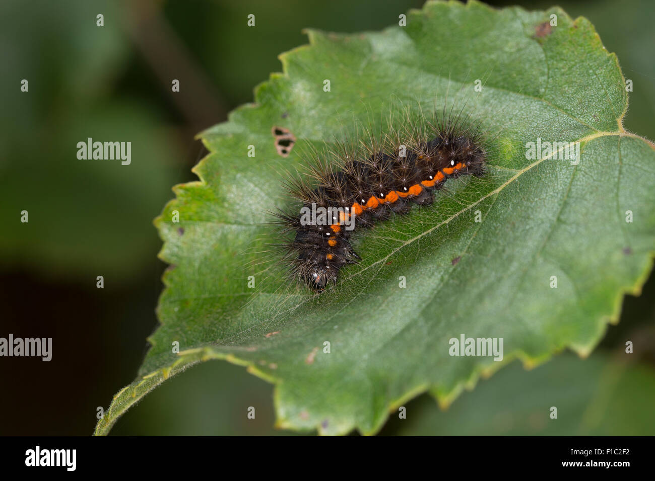 Light Knot Grass, Heidemoor-Rindeneule, Rindeneule, Fieberklee ...
