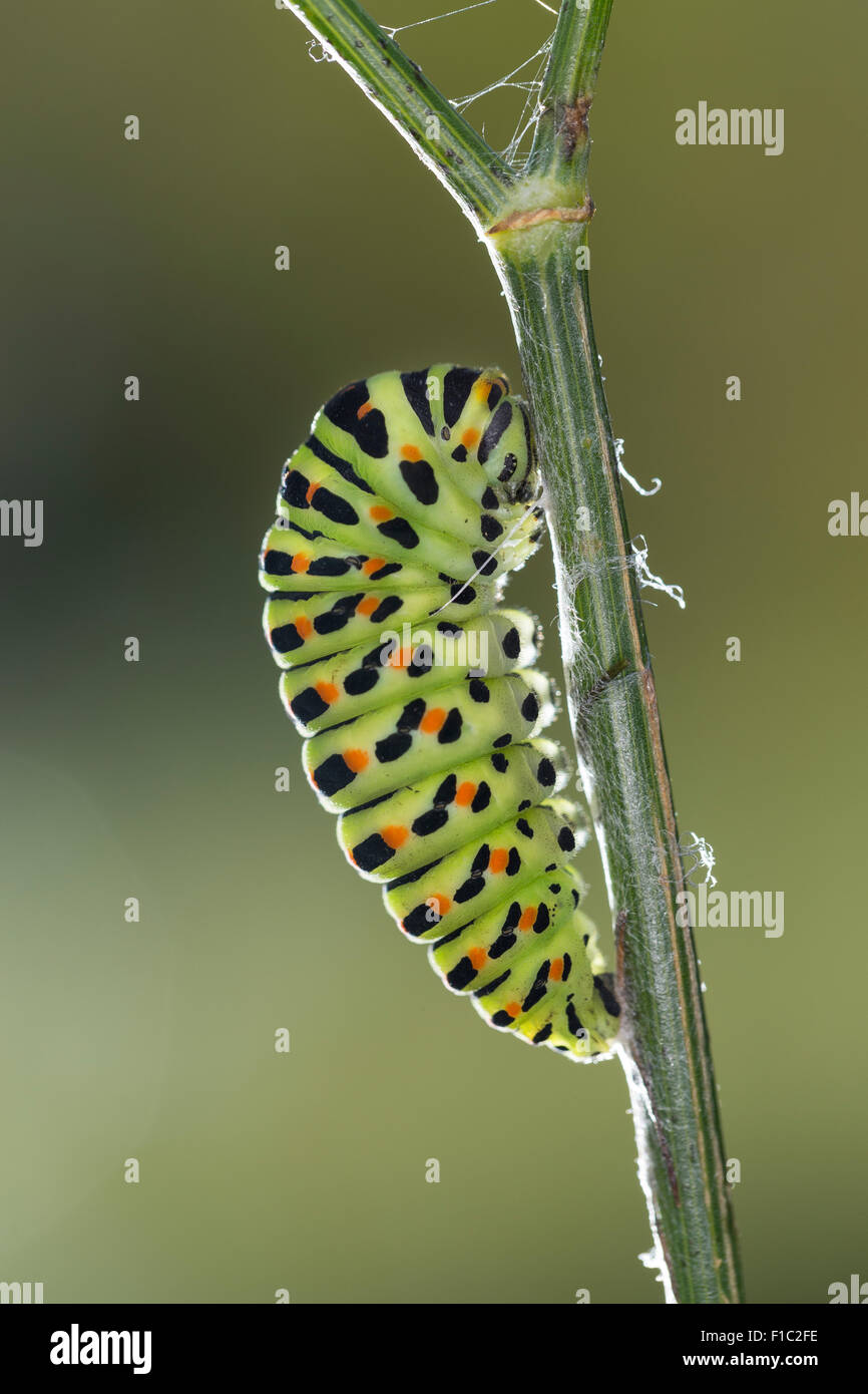 Old World swallowtail, common yellow swallowtail, swallow-tail, caterpillar, Schwalbenschwanz ...