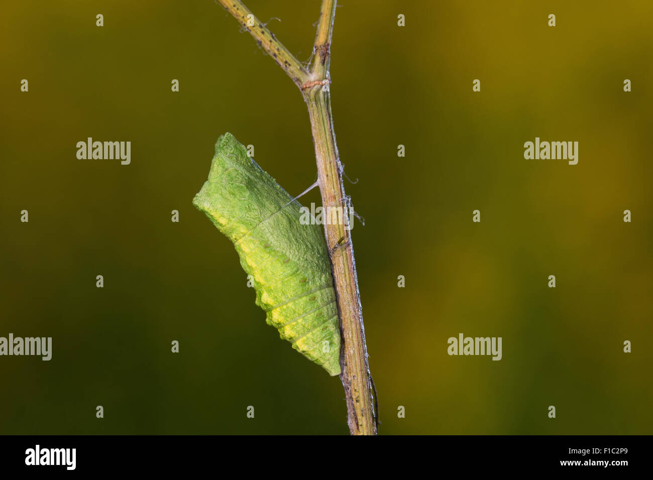 Old world swallowtail pupa hi-res stock photography and images - Alamy