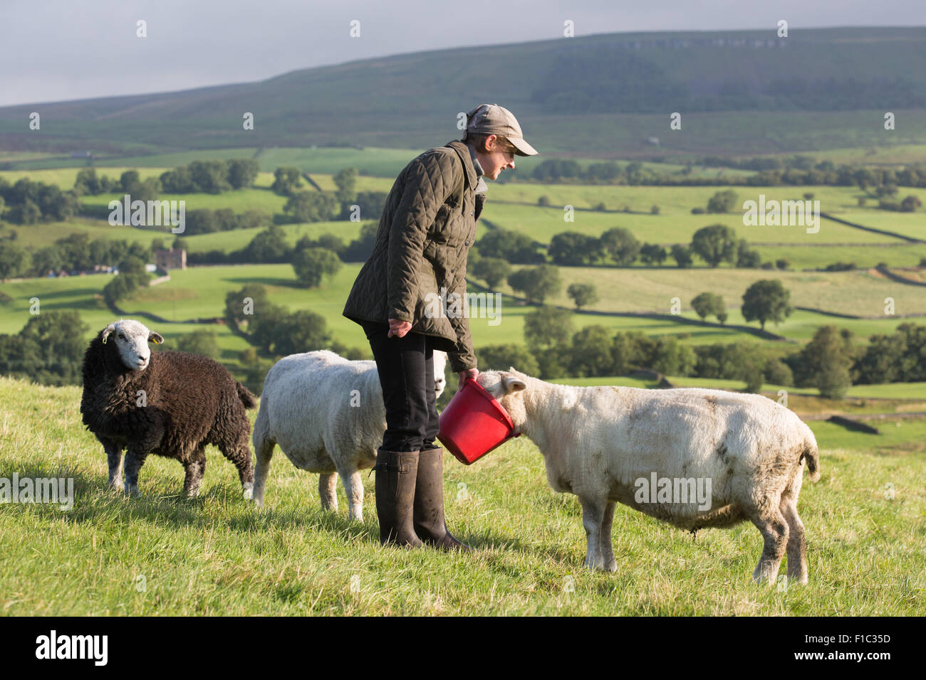 Female Sheep Farmer High Resolution Stock Photography and Images - Alamy