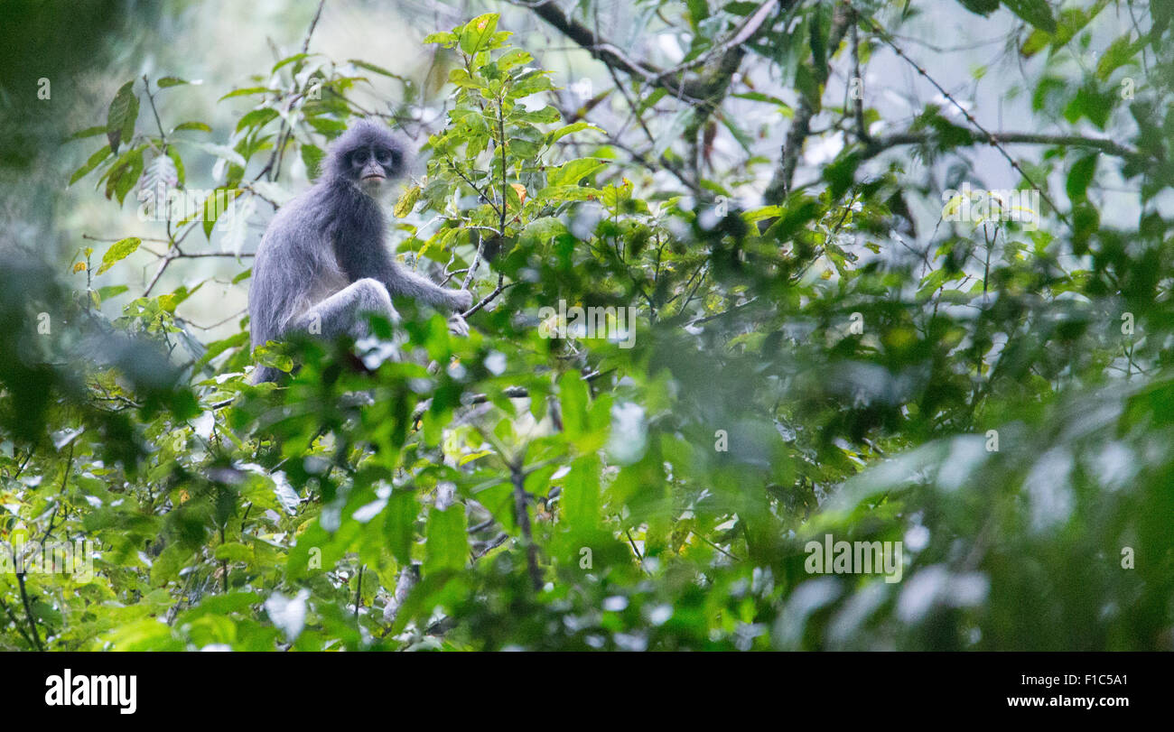 Javan Surili (Presbytis comata) also known as Grizzled Leaf Monkey, in ...
