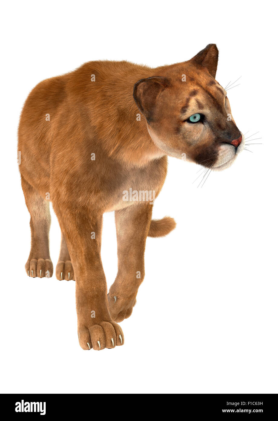 3D digital render of a big cat puma walking isolated on white ...