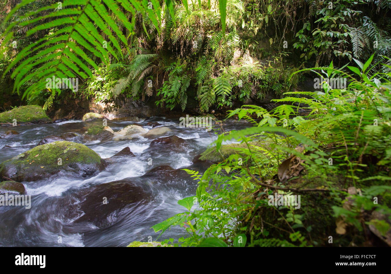Stream flowing through montane rainforest in Gunung Halimun National ...