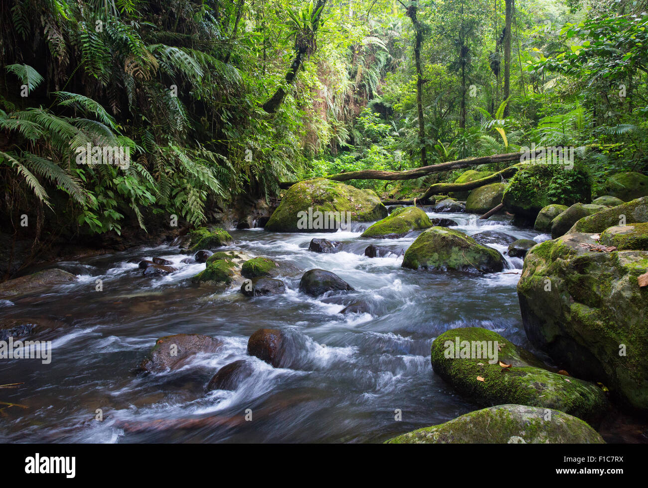 Stream flowing through montane rainforest in Gunung Halimun National ...