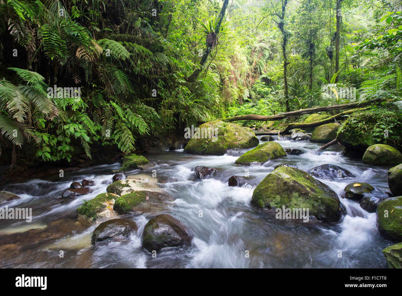 Gunung halimun salak national park hi-res stock photography and images ...