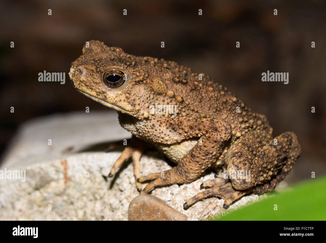 Asian giant toad bufo asper hi-res stock photography and images - Alamy