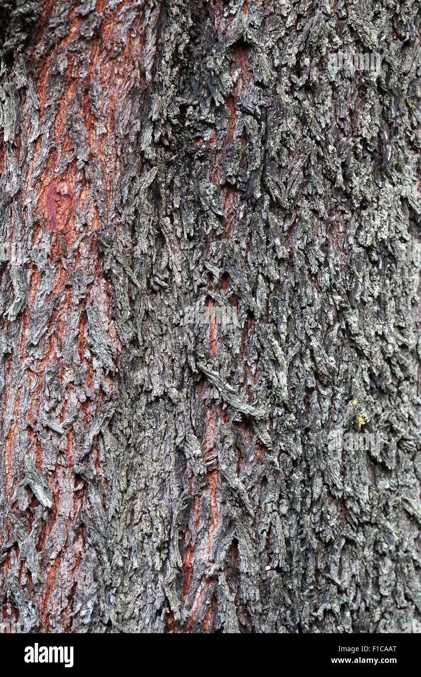 Closeup of the rough bark of an almond tree. This image may be used as ...