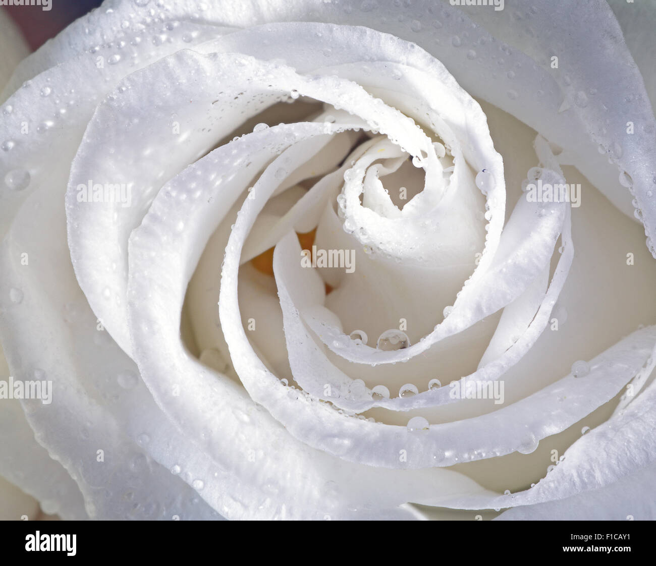 Closeup of a white rose with water drops on petals Stock Photo - Alamy