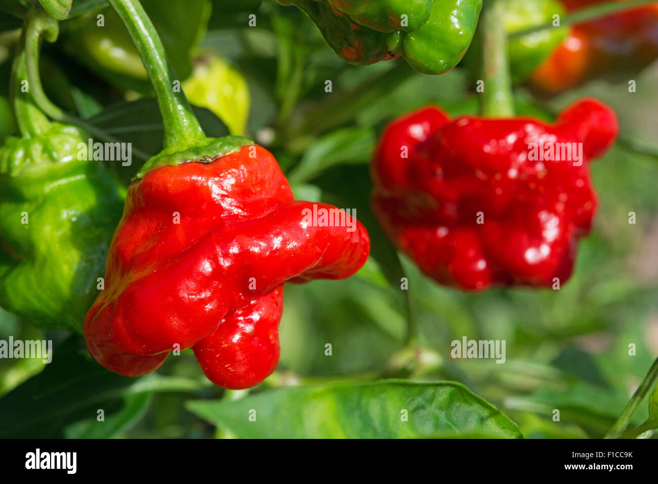 A ripe Scotch Bonnet chilli pepper (Capsicum chinense), with its ...