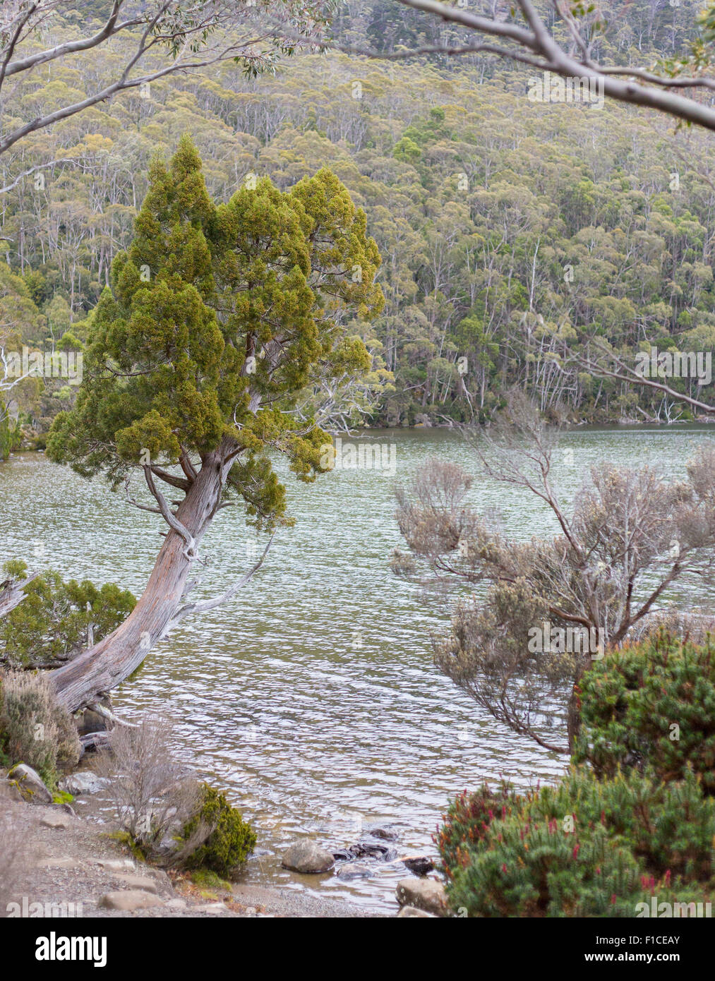 Australia pencil pine hi-res stock photography and images - Alamy