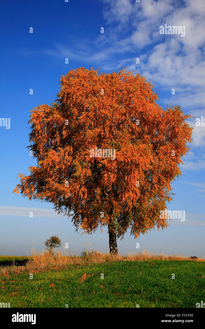Birch colors hi-res stock photography and images - Alamy