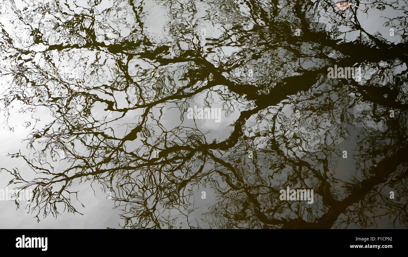 Reflection of a tree in water Stock Photo - Alamy