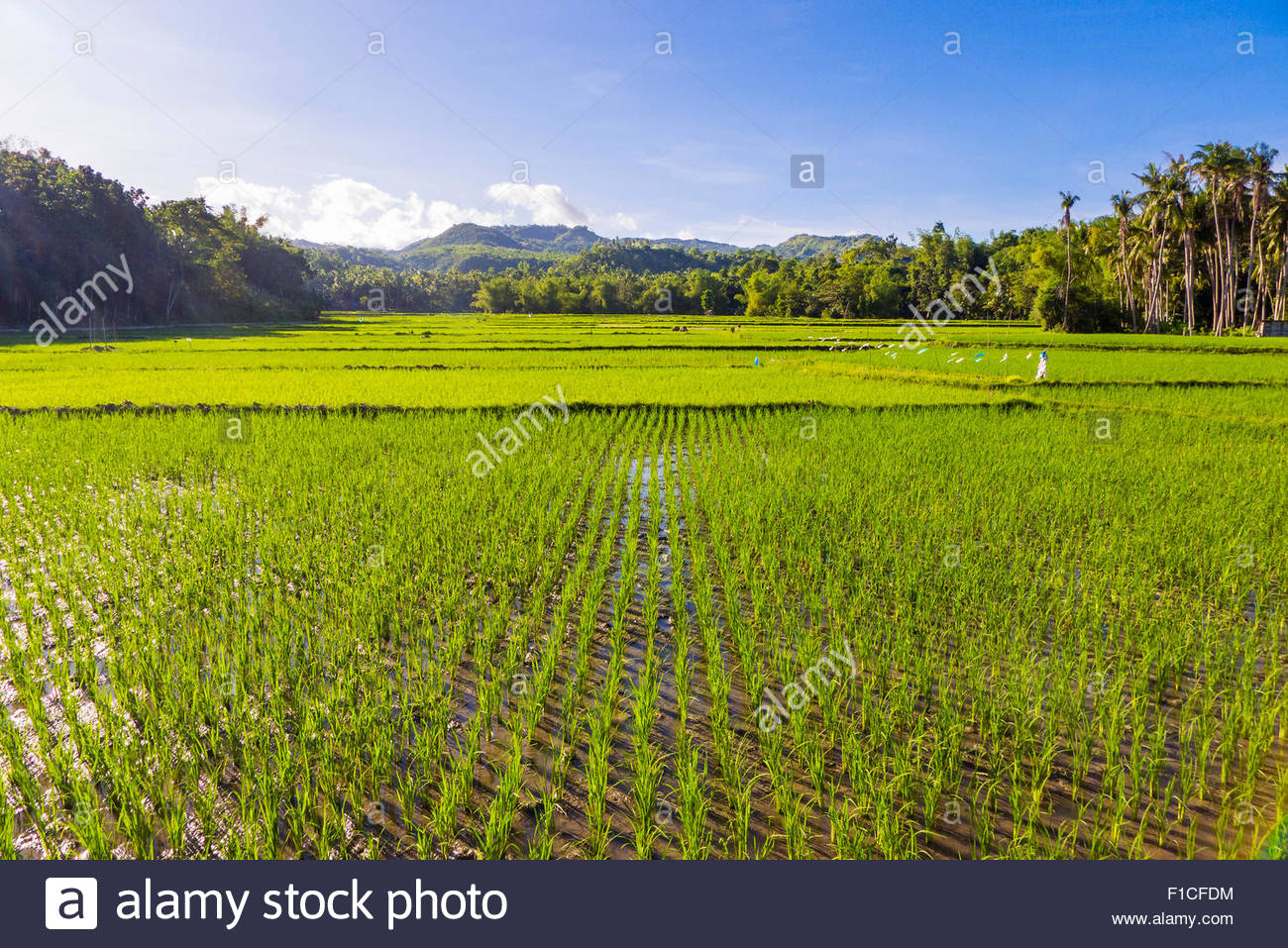 Philippines Agriculture Stock Photos & Philippines Agriculture Stock ...