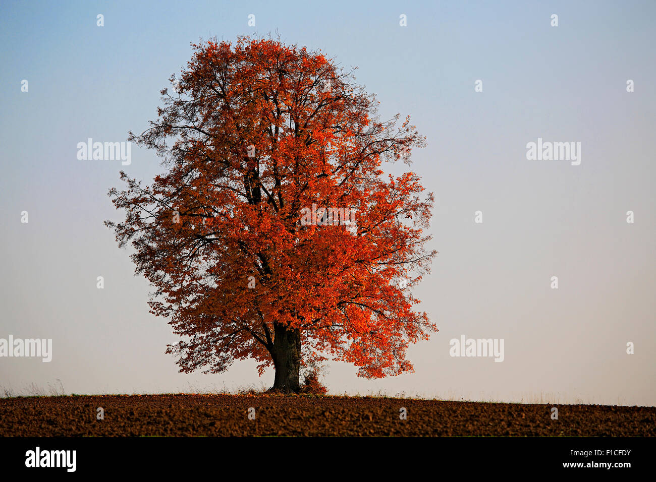 lonely lime tree, Tilia, in autumn colors Stock Photo - Alamy