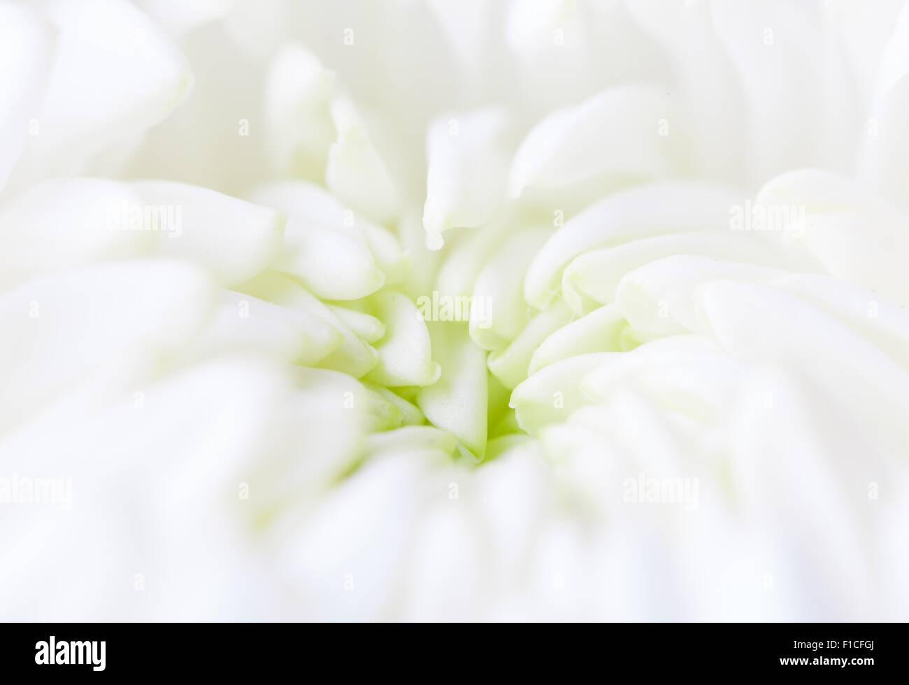 White flower bud leaves opening Stock Photo - Alamy