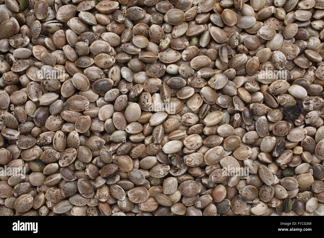Hemp seeds or hemp nuts are a high-protein food source Stock Photo - Alamy