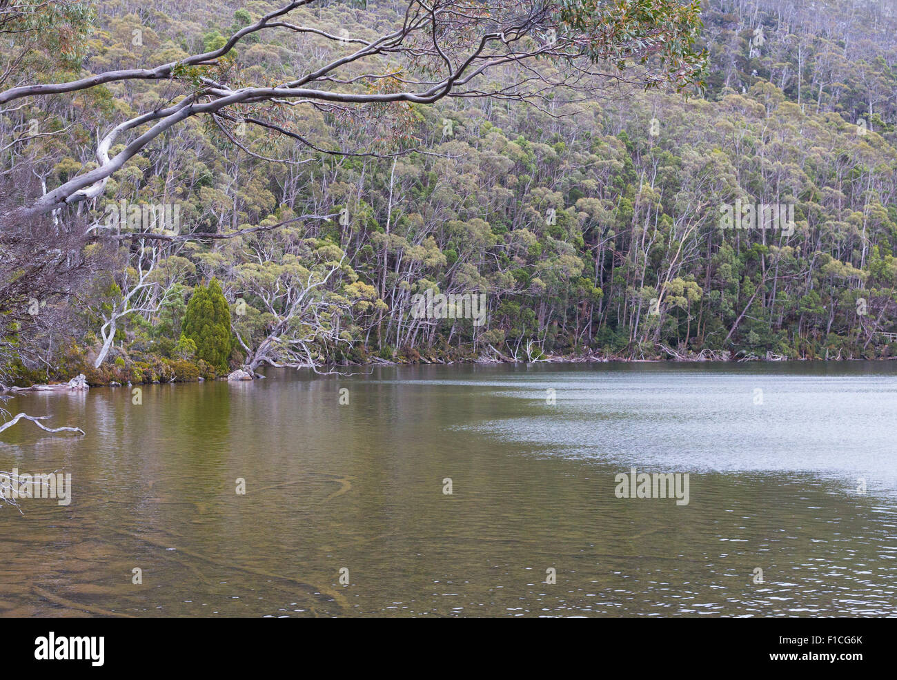 Alpine vegetation along the shore of Lake Dobson, Mount Field National ...