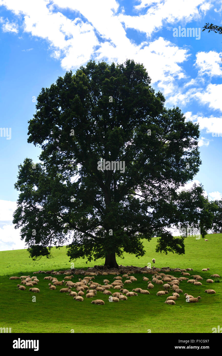 Sheep sheltering from sun under shade of tree near Exeter Devon UK ...