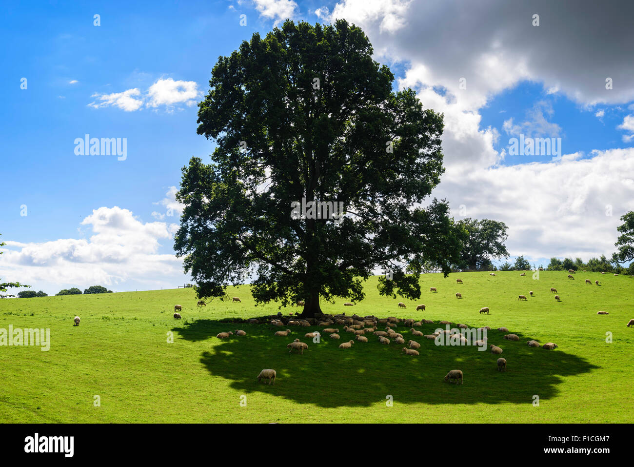 Sheltering tree hi-res stock photography and images - Alamy
