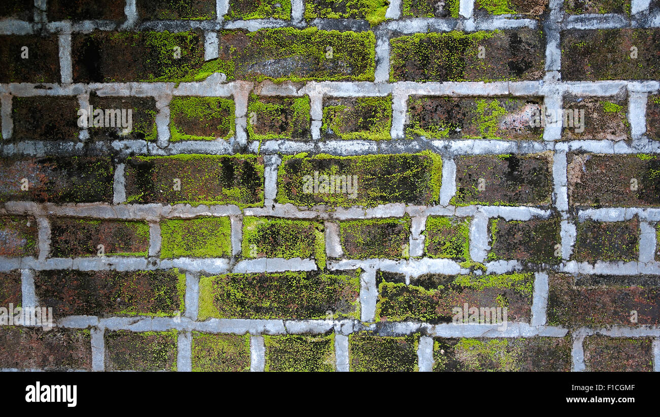 A brick wall with algae Stock Photo - Alamy