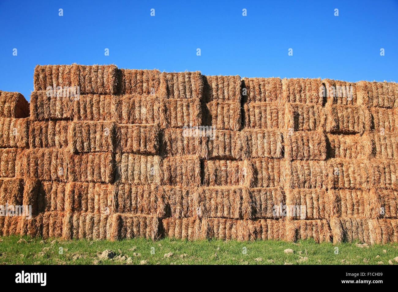 Bales of straw stacked in the field Stock Photo - Alamy