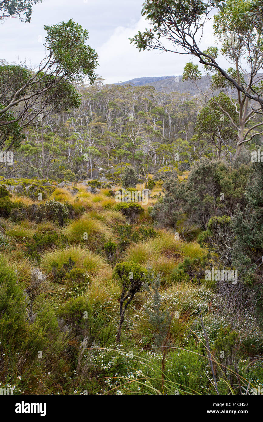 Swampy alpine heath nad woodland in Mount Field National Park, Tasmania ...