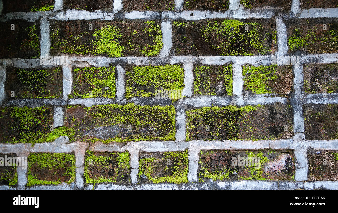 Brick wall with algae Stock Photo - Alamy
