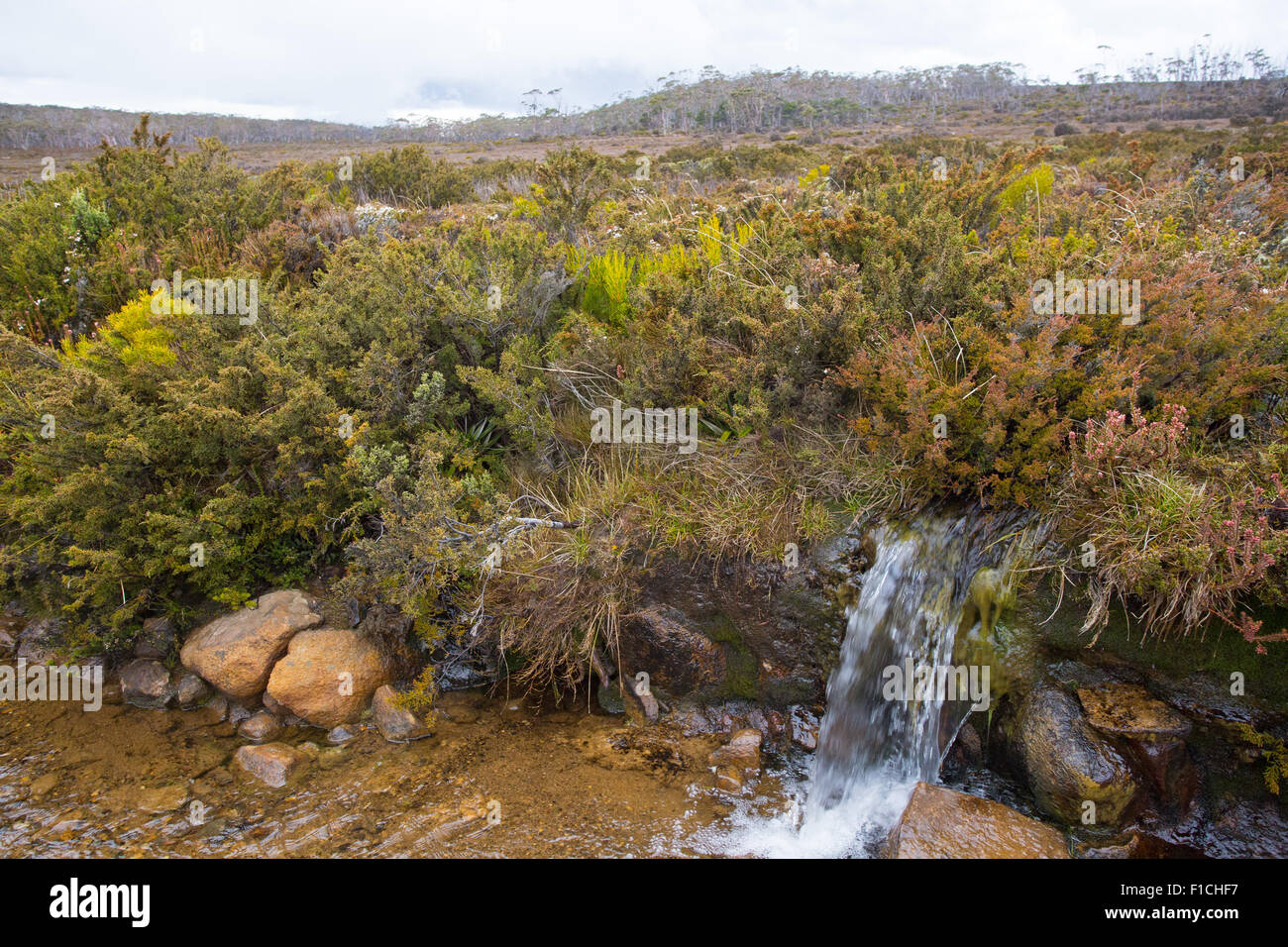 Water flowing from a swampy alpine heath in Mount Field National Park ...