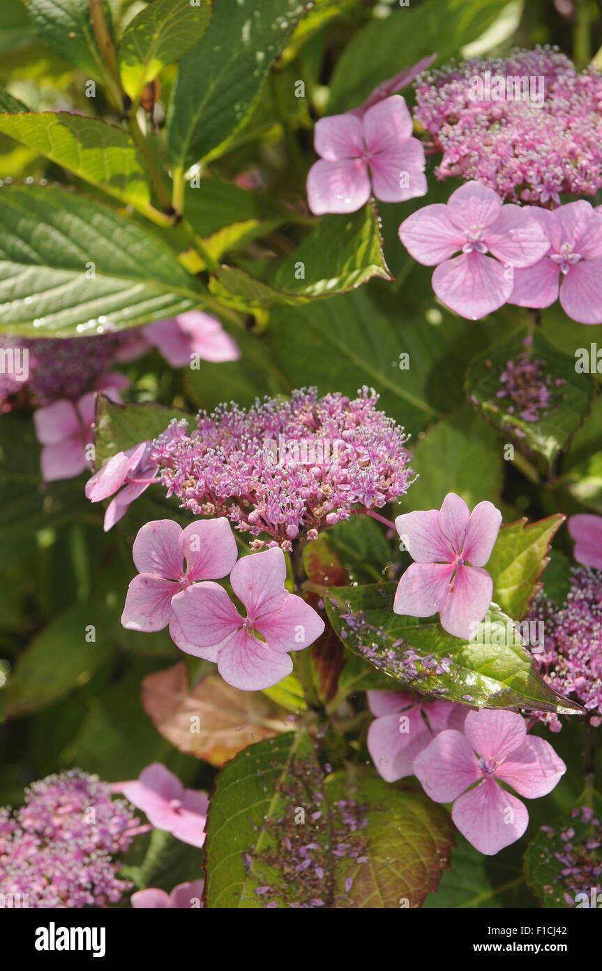 Hydrangea macrophylla pink hi-res stock photography and images - Alamy