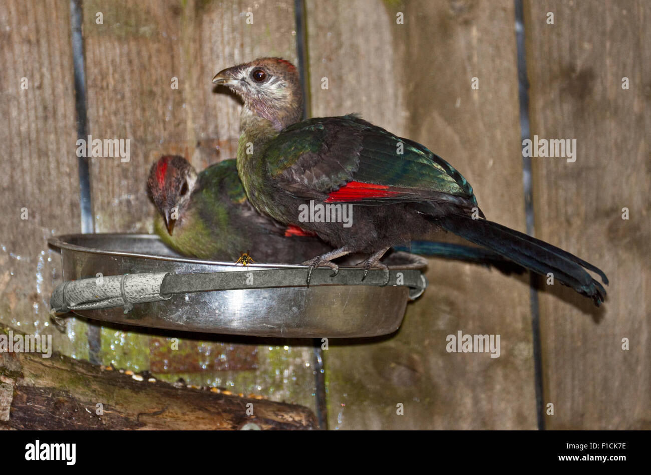 Red Crested Turaco (erythrolophus tauraco) fledglings feeding Stock ...