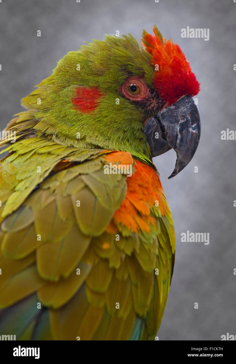 Red Fronted Macaw Stock Photos & Red Fronted Macaw Stock Images - Alamy