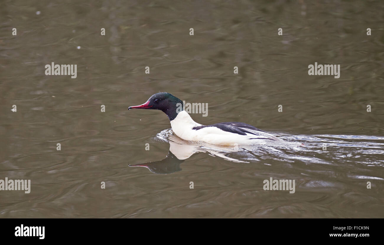 Goosander swim hi-res stock photography and images - Alamy