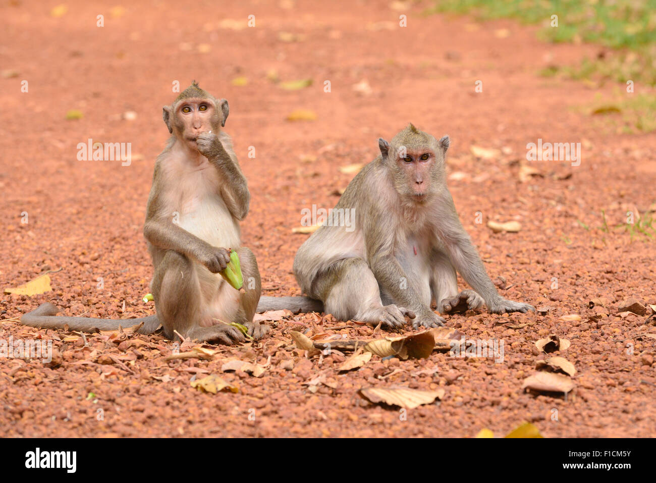 Asian macaques hi-res stock photography and images - Alamy
