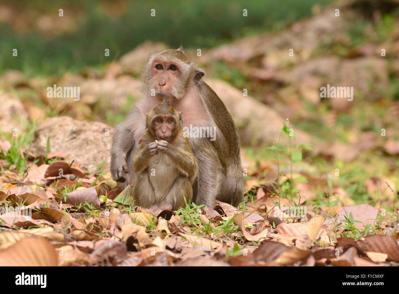Baby Macaque High Resolution Stock Photography and Images - Alamy