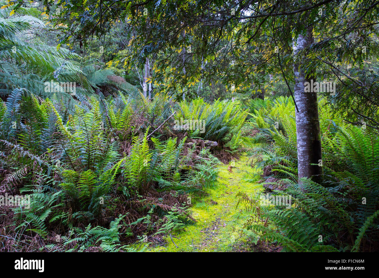 Cool temperate rainforest hi-res stock photography and images - Alamy