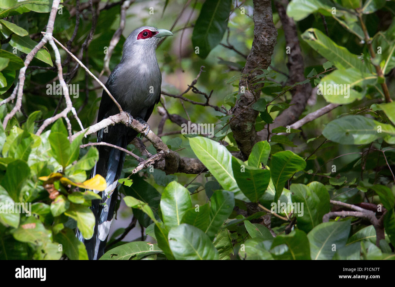 Green billed malkoha hi-res stock photography and images - Alamy