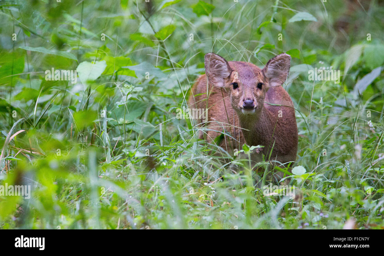 Hog Deer (Hyelaphus porcinus), Thailand Stock Photo - Alamy