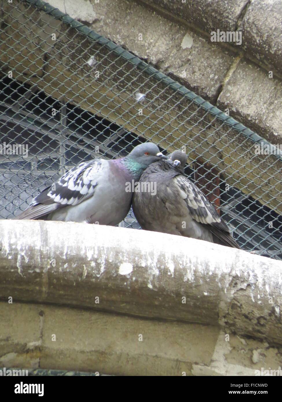 a view of pigeon in love Stock Photo - Alamy