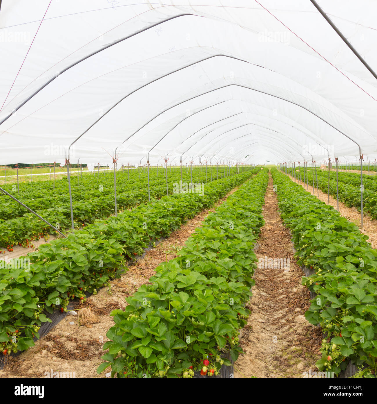 Commercial strawberry growing hi-res stock photography and images - Alamy