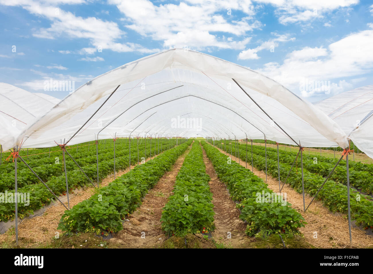 Commercial strawberry growing hi-res stock photography and images - Alamy
